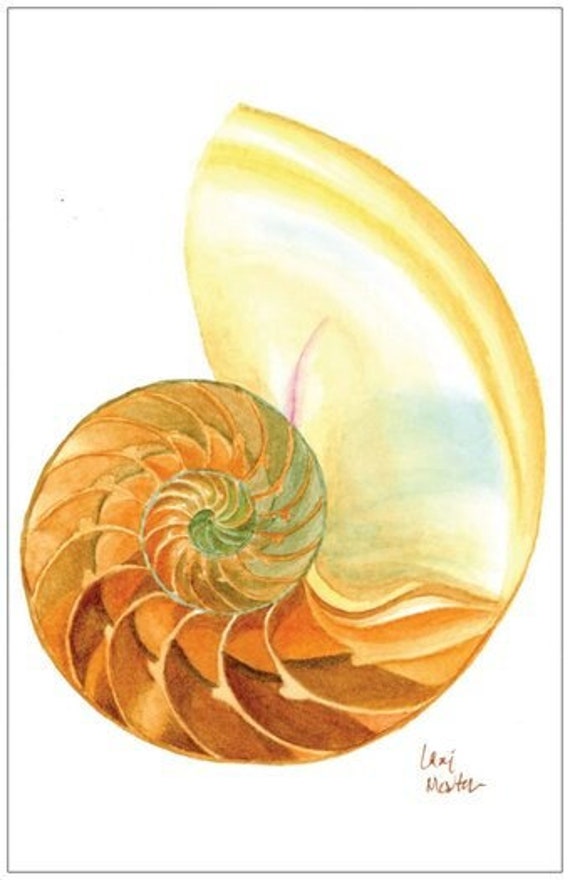 Chambered Nautilus Blank Note Cards | Etsy