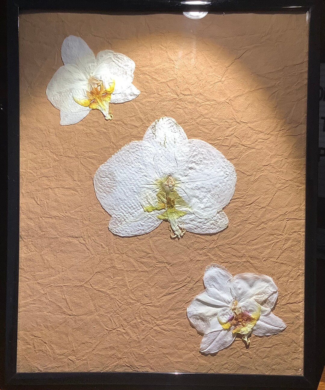 Pressed Orchids in Frame - Etsy