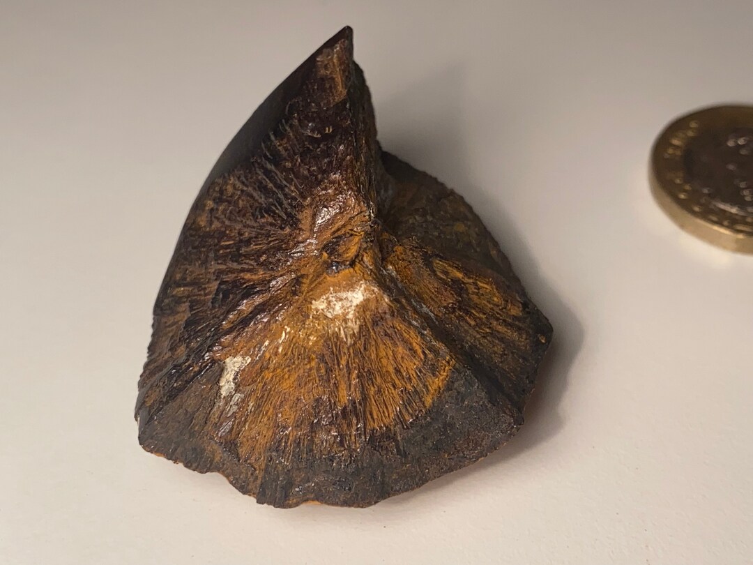 Iron Pyrite Nodule Super Rare - Etsy