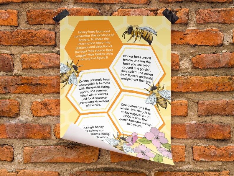 Honey Bee Poster - Etsy