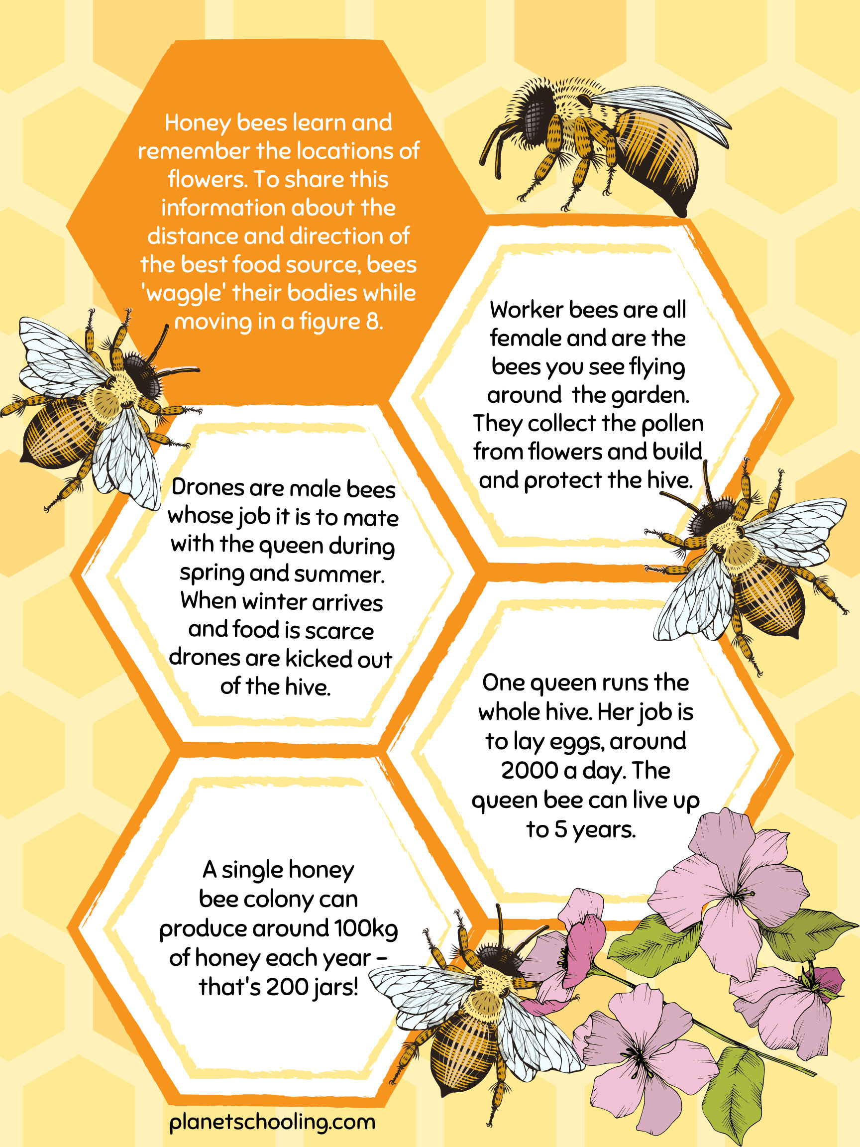 Honey Bee Poster - Etsy