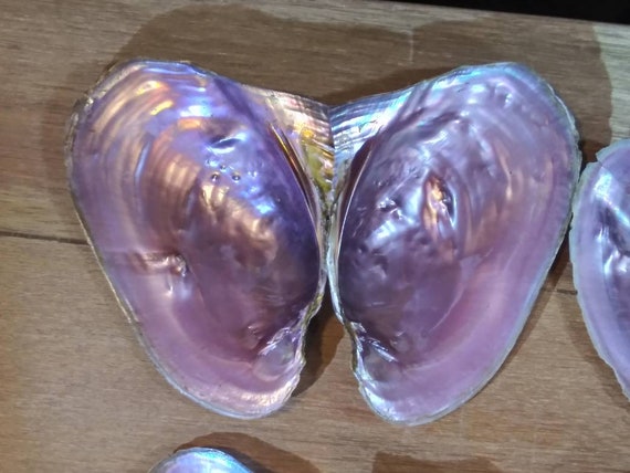 9 Pink/purple Heelsplitter Mussel Shells From the Tenn River | Etsy