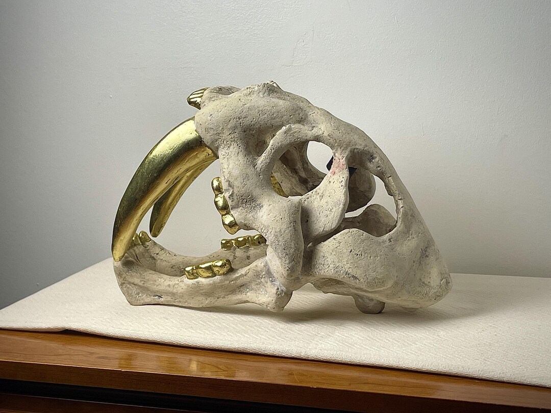 Modernist Sabertooth Tiger Skull Sculpture W/ Gold Fangs | Large Cast ...