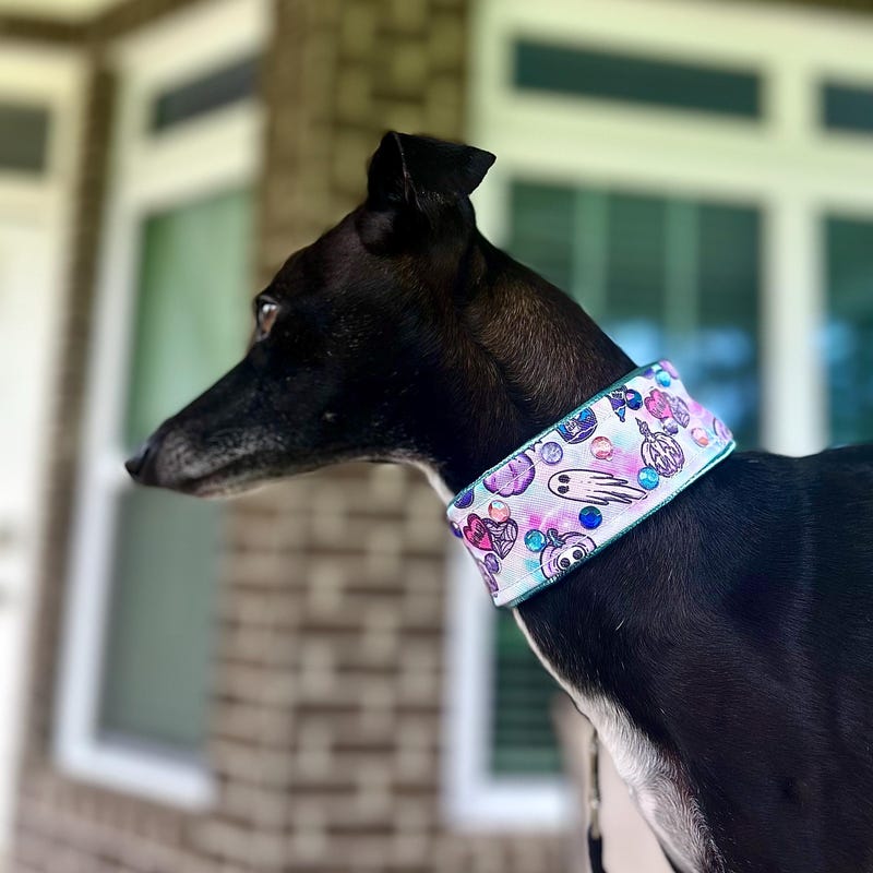 Greyhound Collars - Etsy