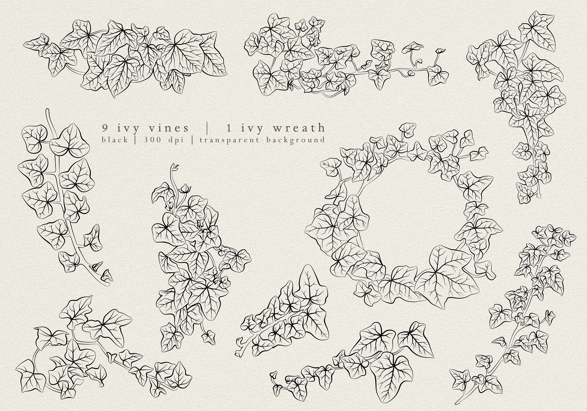 Ivy, Hedera Line Art, Botanical Clipart, SVG, Hand Drawn, Flower Line ...