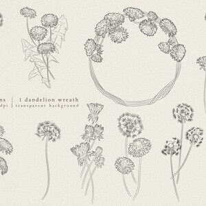 Dandelion Line Art, SVG, Botanical Clipart, Hand Drawn, Flower Line Art ...
