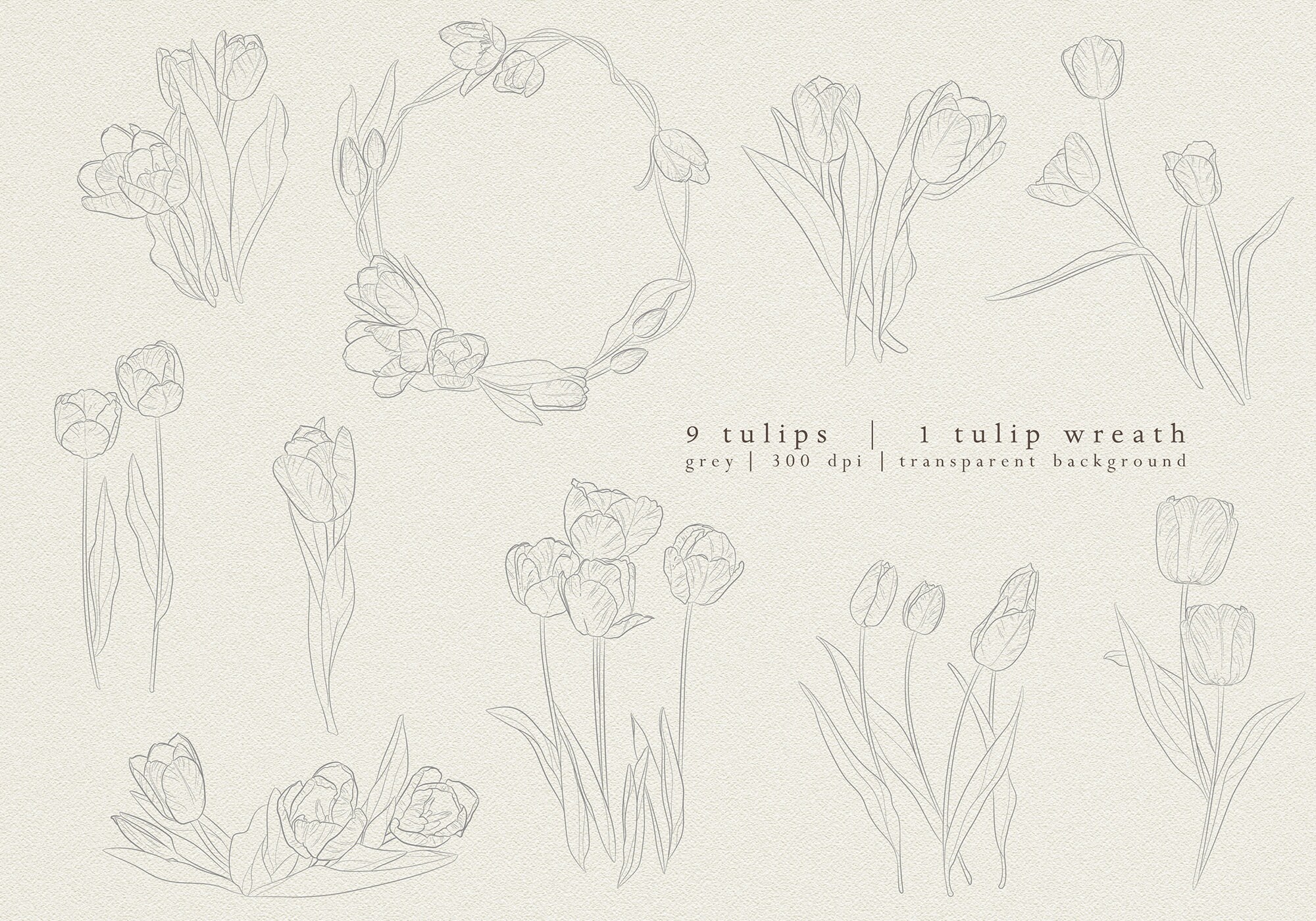 Tulip Line Art, Flower Line Art, Botanical Clipart, SVG, Hand Drawn ...