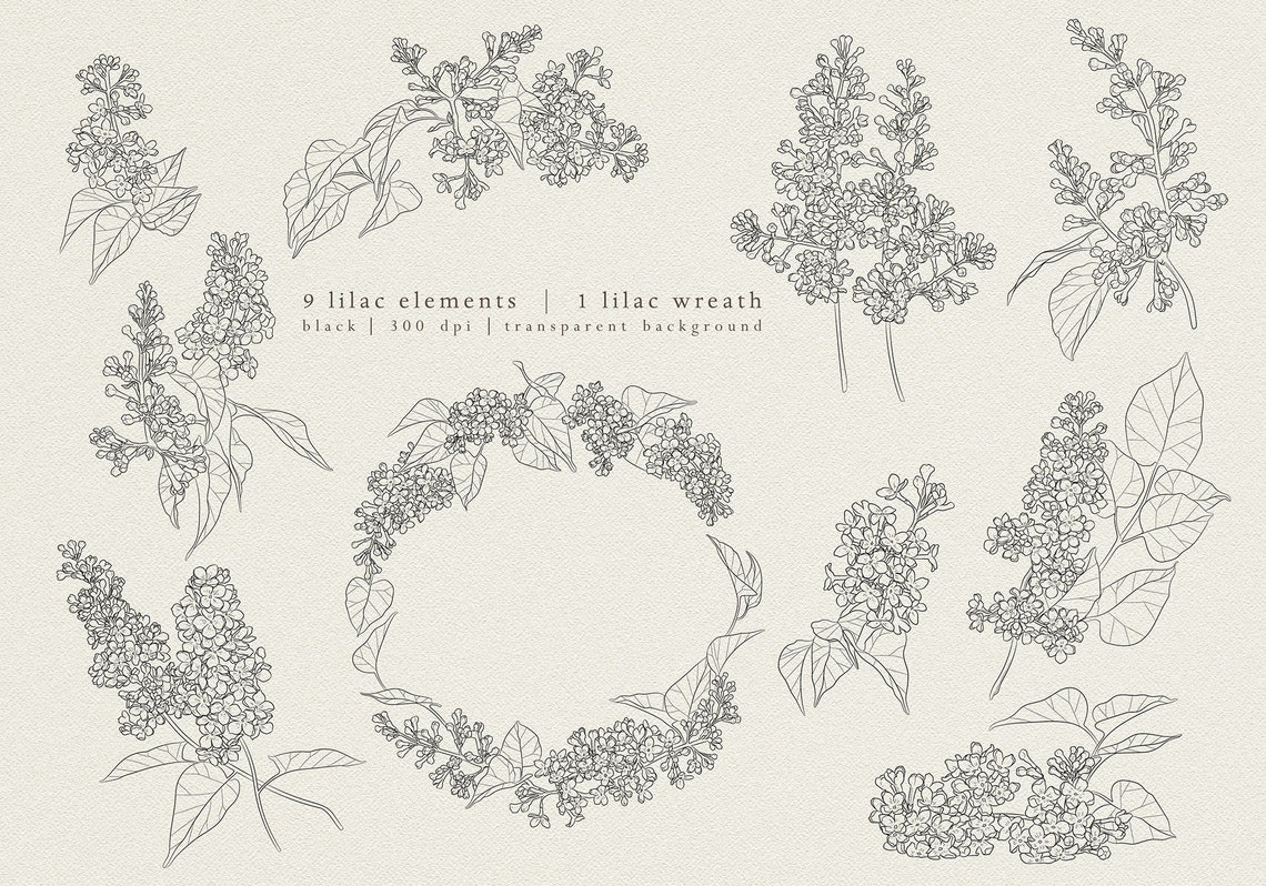 Lilac Line Art, Flower Line Art, Botanical Clipart, SVG, Hand Drawn ...