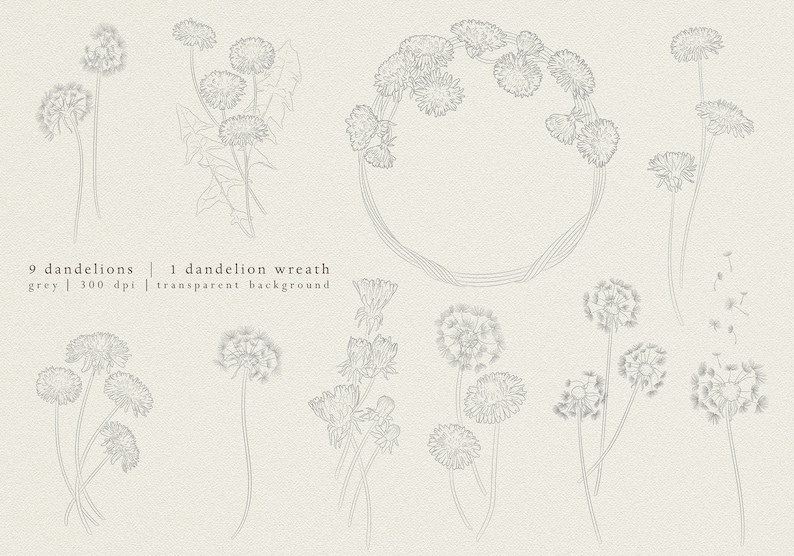 Dandelion Line Art, SVG, Botanical Clipart, Hand Drawn, Flower Line Art ...