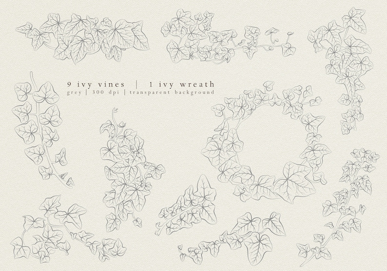Ivy, Hedera Line Art, Botanical Clipart, SVG, Hand Drawn, Flower Line ...