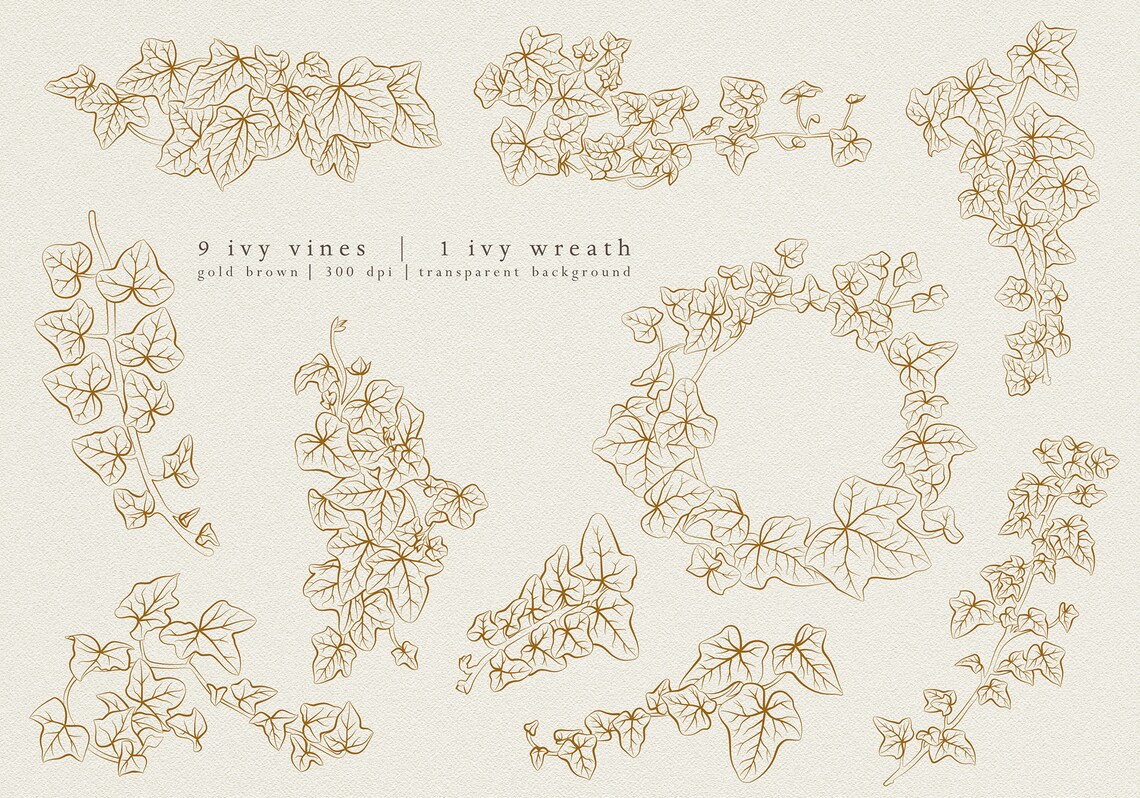 Ivy, Hedera Line Art, Botanical Clipart, SVG, Hand Drawn, Flower Line ...