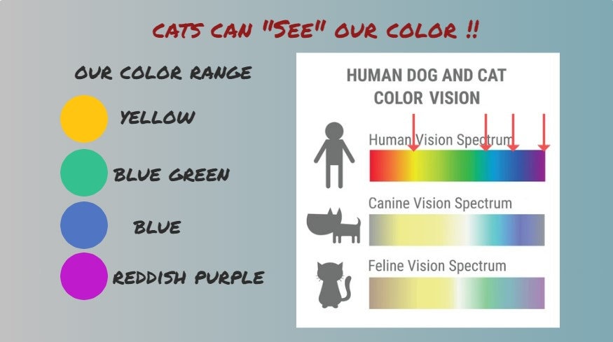 Dog Vision Spectrum