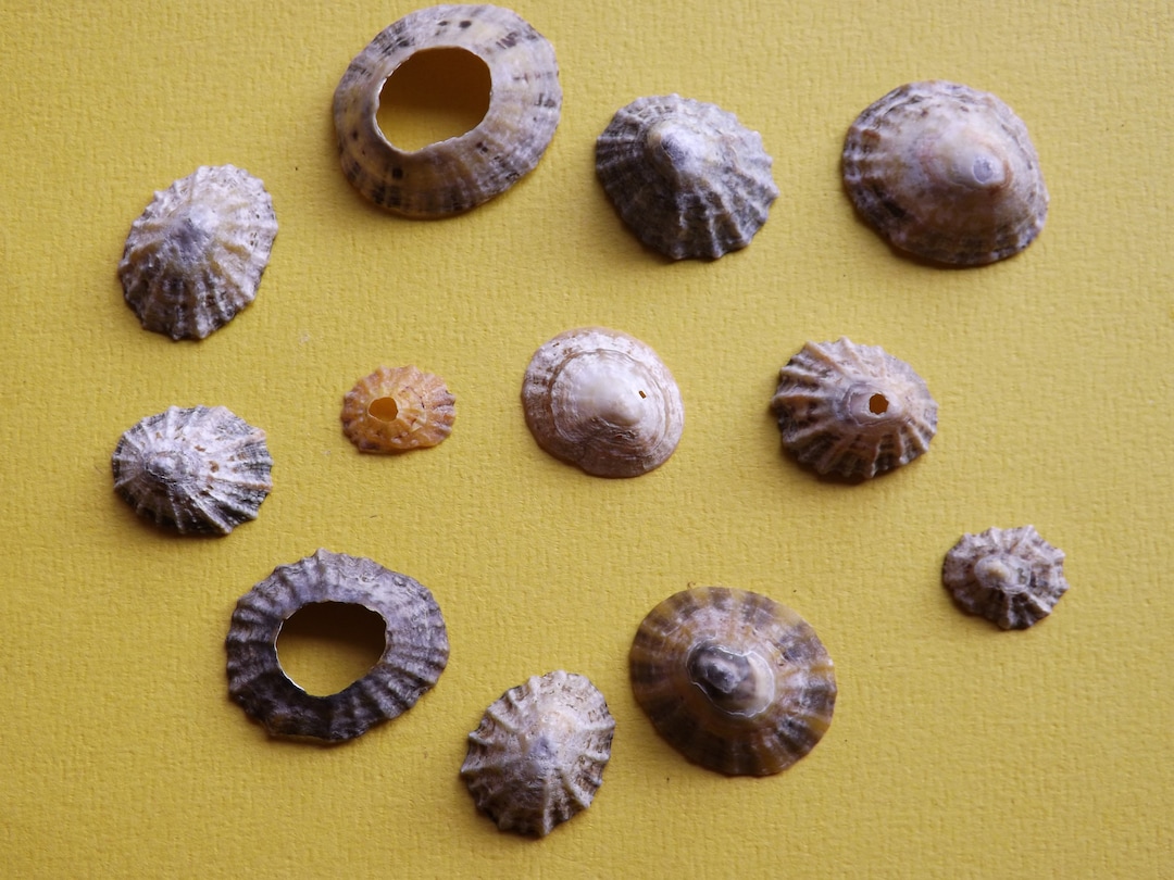 12 Small Natural Welsh Limpet Shells, Some Holey, Uniquely Marked ...