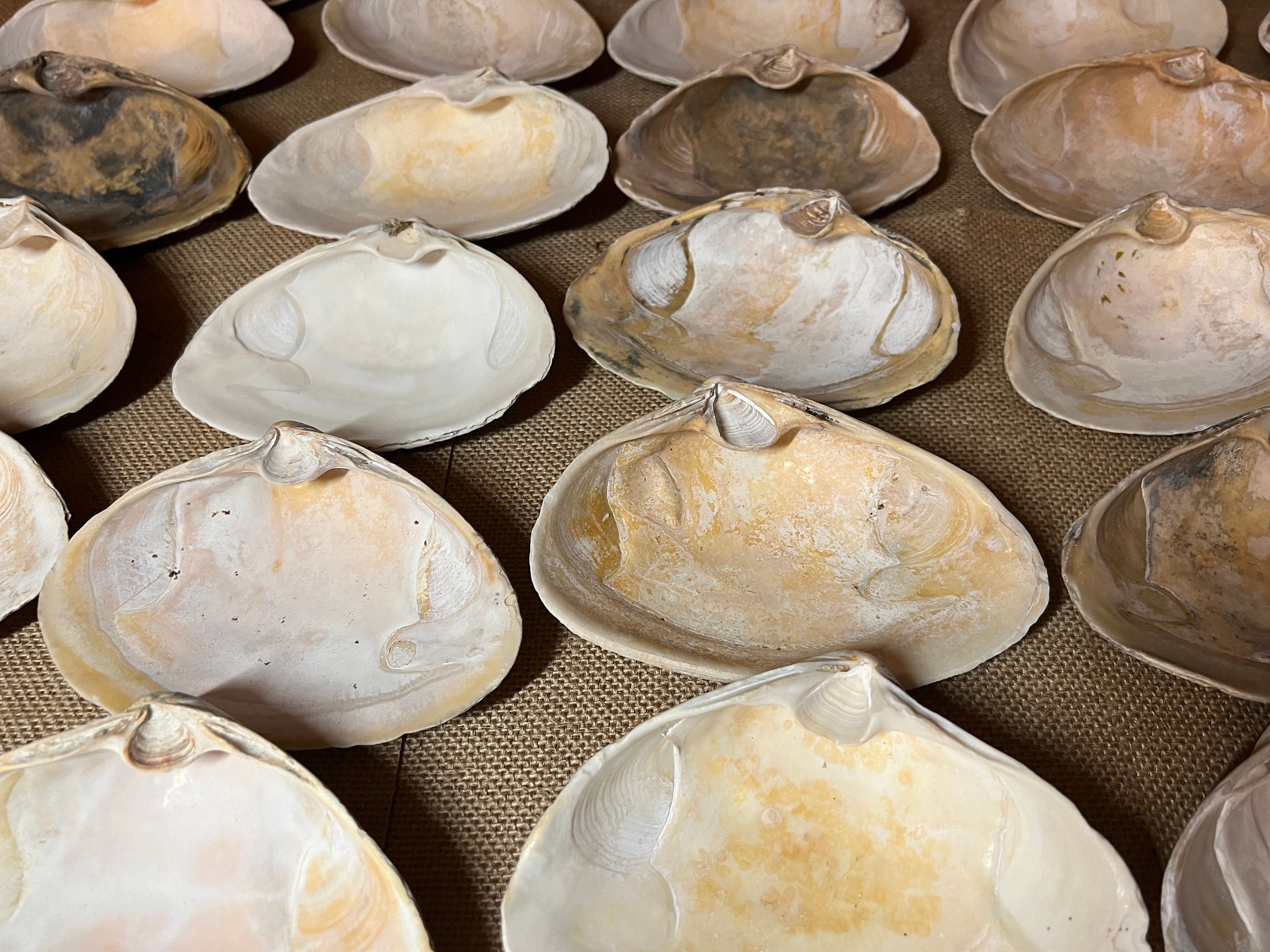 10 Large 3-4 Inch Clam Shells Long Island Decoupage - Etsy UK