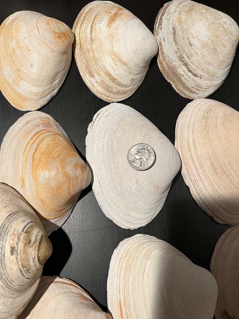6 Extra Extra Large 5-6 Inch Clam Shells South Shore Long - Etsy