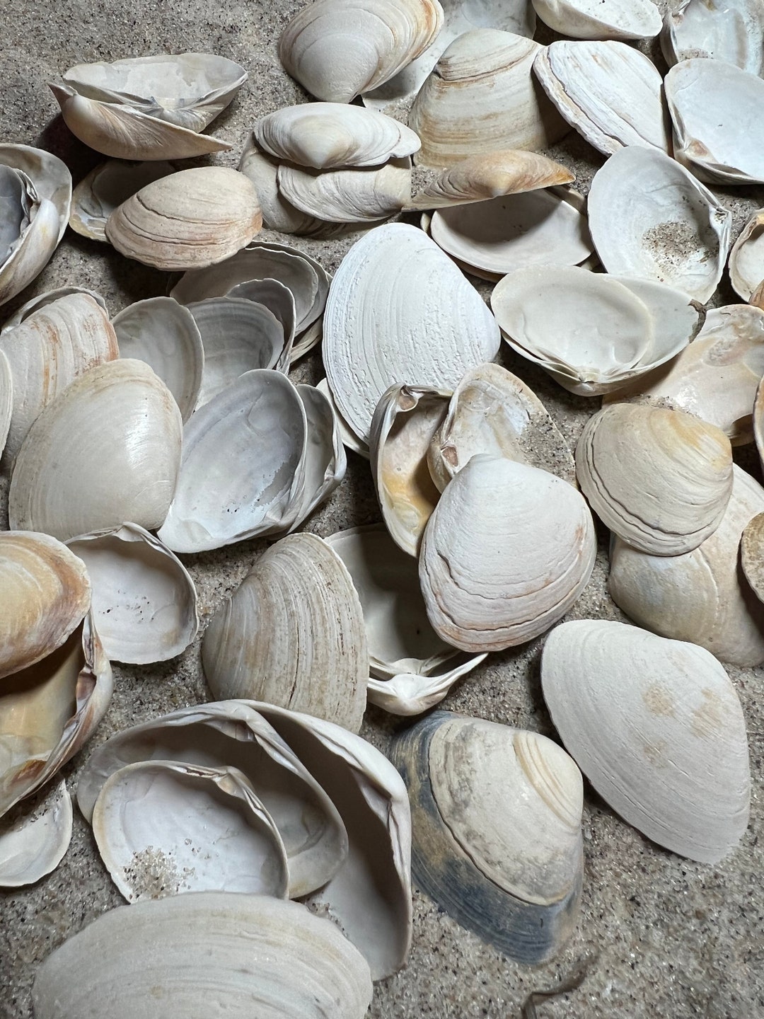 50 Mini Clam Shells: South Shore Long Island, Coastal Decor - Etsy