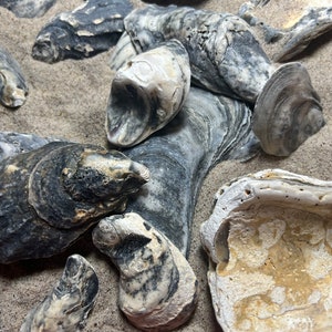 25 Oyster Shells | New York Oyster Shells | Ocean Tumbled | Surf ...