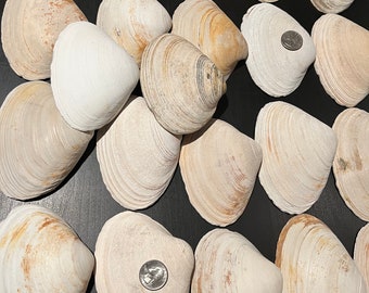 Seven7 Five Inch Clam Shells Long Island Shells Natural Shells 5 Inche ...
