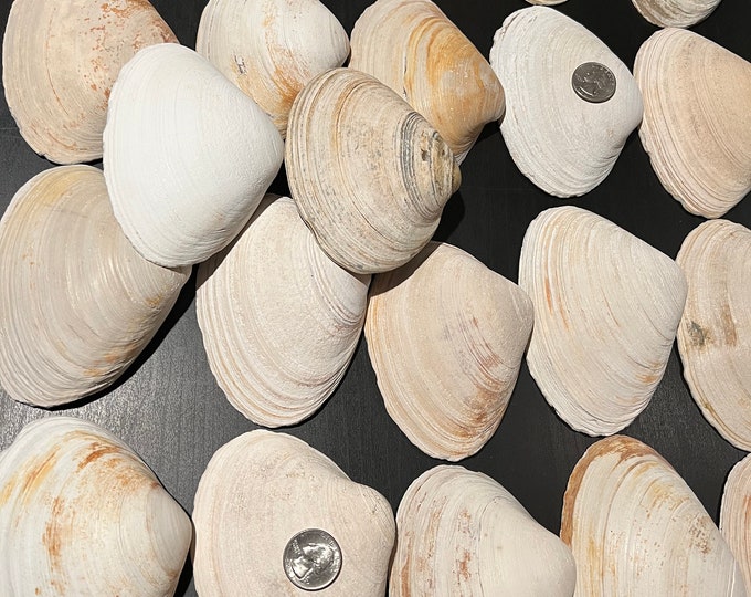 6 Extra Extra Large 5-6 Inch Clam Shells South Shore Long Island Crafts ...