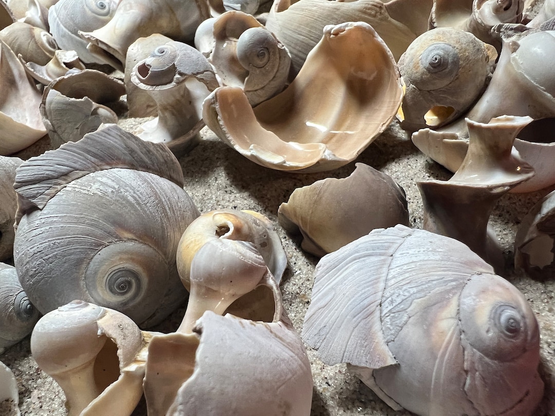 100 Mixed Size Broken Snail Shells: Crafting Sea Shells - Etsy