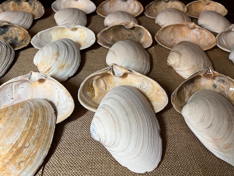 8 Extra Large 4-5 Inch Clam Shells South Shore Long Island - Etsy