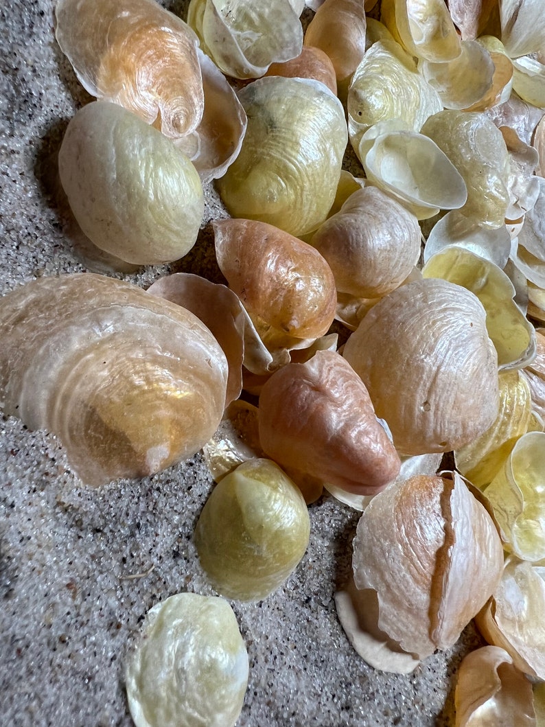 25 Jingle Shells: Beach Decor, Craft Supplies, Wedding Favors - Etsy