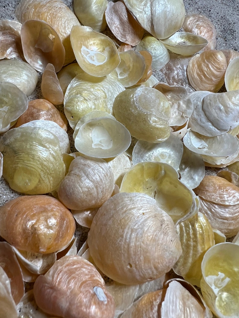 25 Bulk Jingle Shells Sea Shell Craft Shells Beach Decor - Etsy