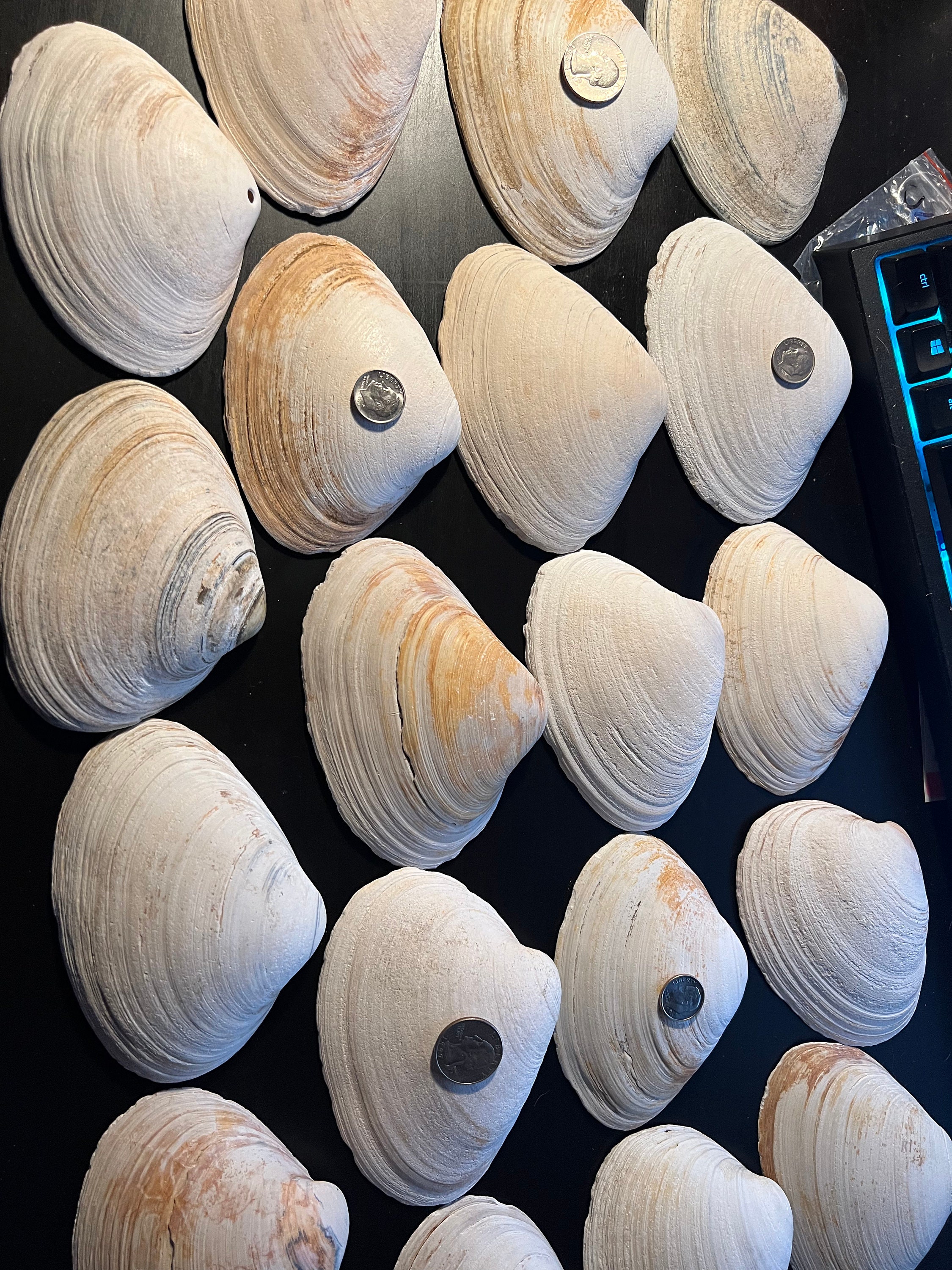 6 Extra Extra Large 5-6 Inch Clam Shells South Shore Long - Etsy