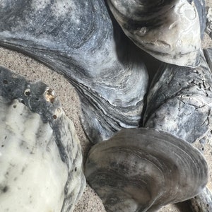 25 Oyster Shells | New York Oyster Shells | Ocean Tumbled | Surf ...