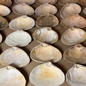 8 Extra Large 4-5 Inch Clam Shells | South Shore, Long Island | New ...