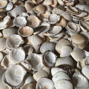 50 Mini Under One Inch Curled Clam Shells | South Shore, Long Island ...