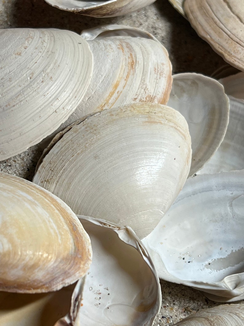 50 Mini Clam Shells South Shore Long Island Crafts Ocean - Etsy