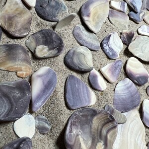 50 Purple Wampum Shell Pieces Assorted Sizes | Quahog Clam | Jewelry ...