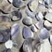 50 Purple Wampum Shell Pieces Assorted Sizes | Quahog Clam | Jewelry ...
