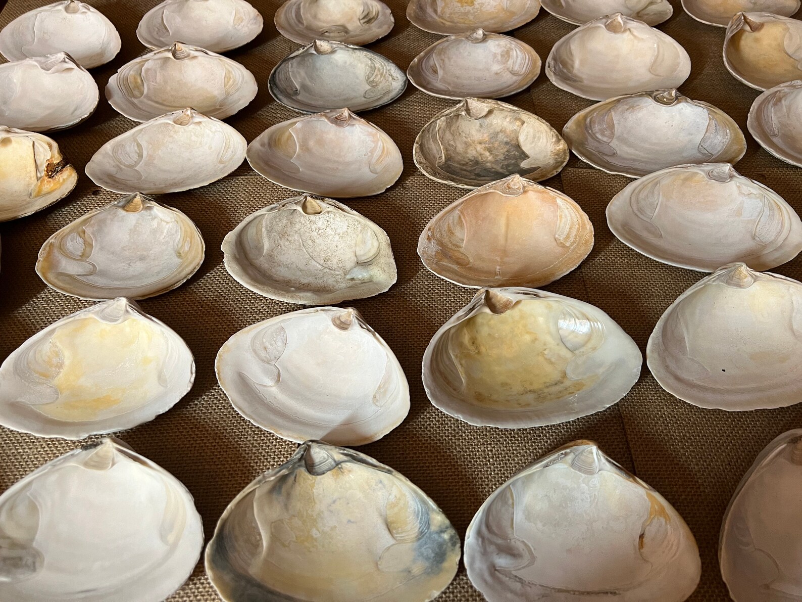 10 Large 3-4 Inch Clam Shells | Long Island | Decoupage | Natural ...