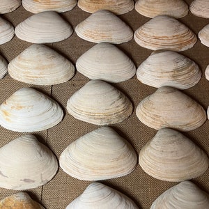 8 Extra Large 4-5 Inch Clam Shells | South Shore, Long Island | New ...