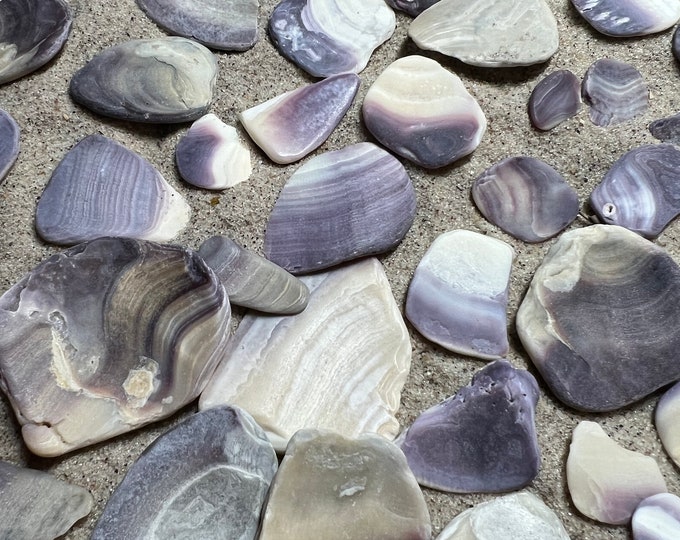 10 Large 3-4 Inch Clam Shells Long Island Decoupage Natural Seashells ...