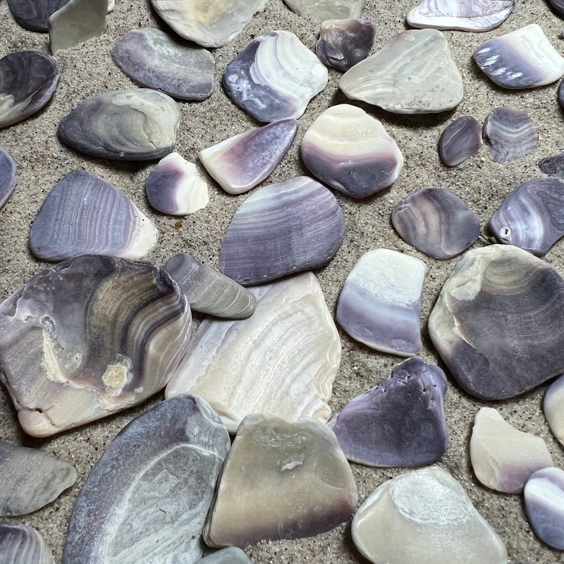Quahog Shell - Etsy