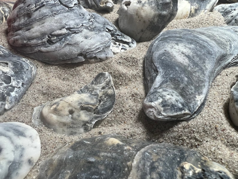 25 Oyster Shells New York Oyster Shells Ocean Tumbled - Etsy