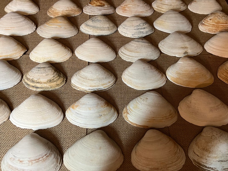 8 Extra Large 4-5 Inch Clam Shells South Shore Long Island - Etsy