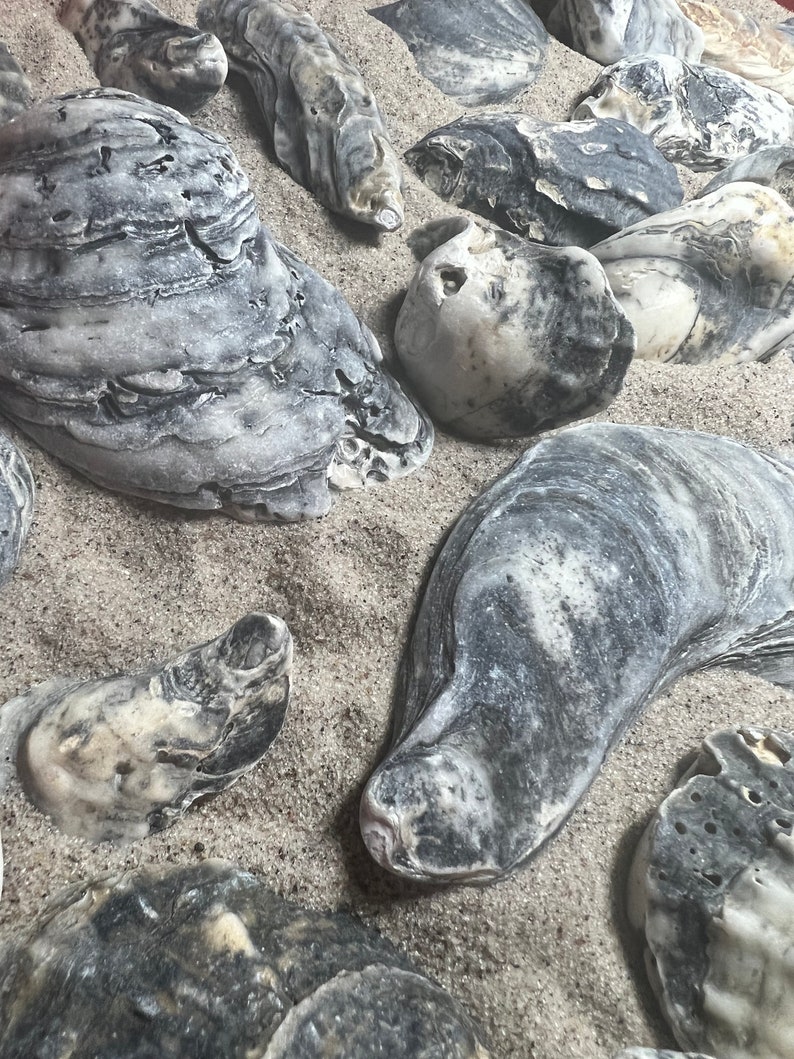25 Oyster Shells New York Oyster Shells Ocean Tumbled - Etsy