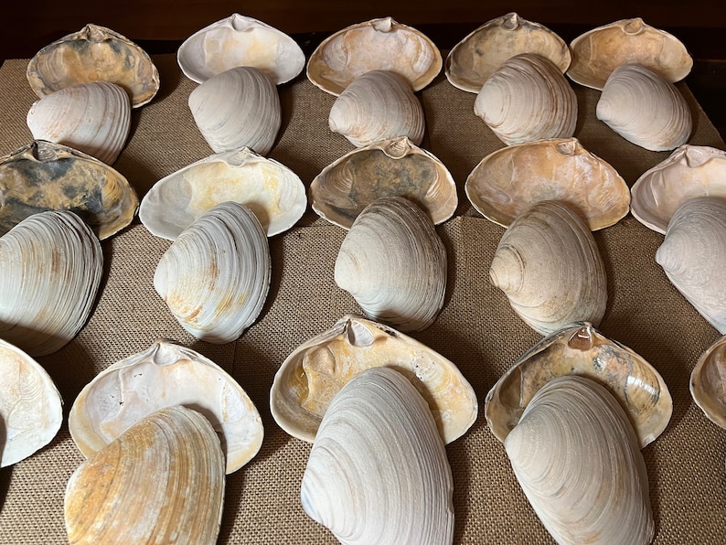 8 Extra Large 4-5 Inch Clam Shells South Shore Long Island - Etsy