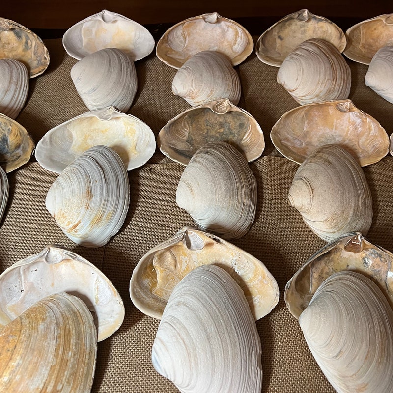 Craft Shells - Etsy