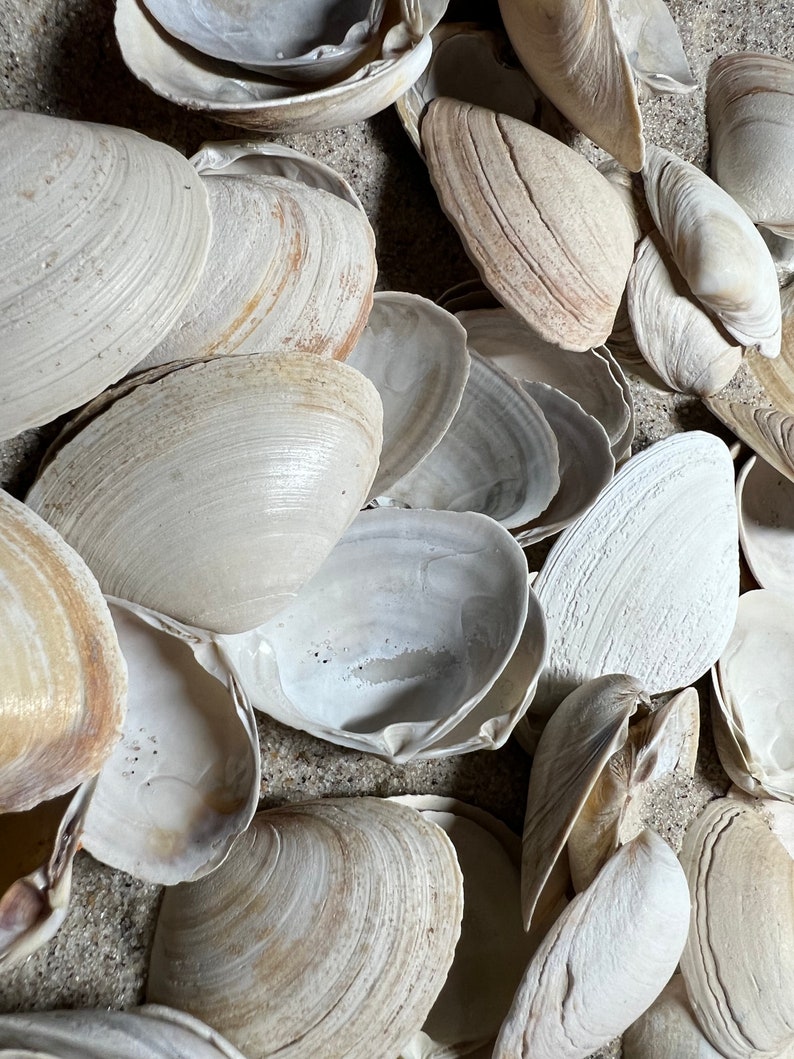 50 Mini Clam Shells South Shore Long Island Crafts Ocean - Etsy