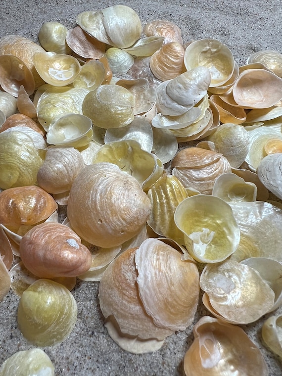 25 Bulk Jingle Shells Sea Shell Craft Shells Beach Decor - Etsy