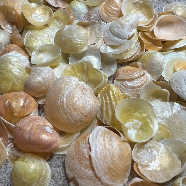 Jingle Shells - Etsy