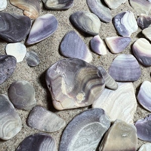 50 Purple Wampum Shell Pieces Assorted Sizes | Quahog Clam | Jewelry ...