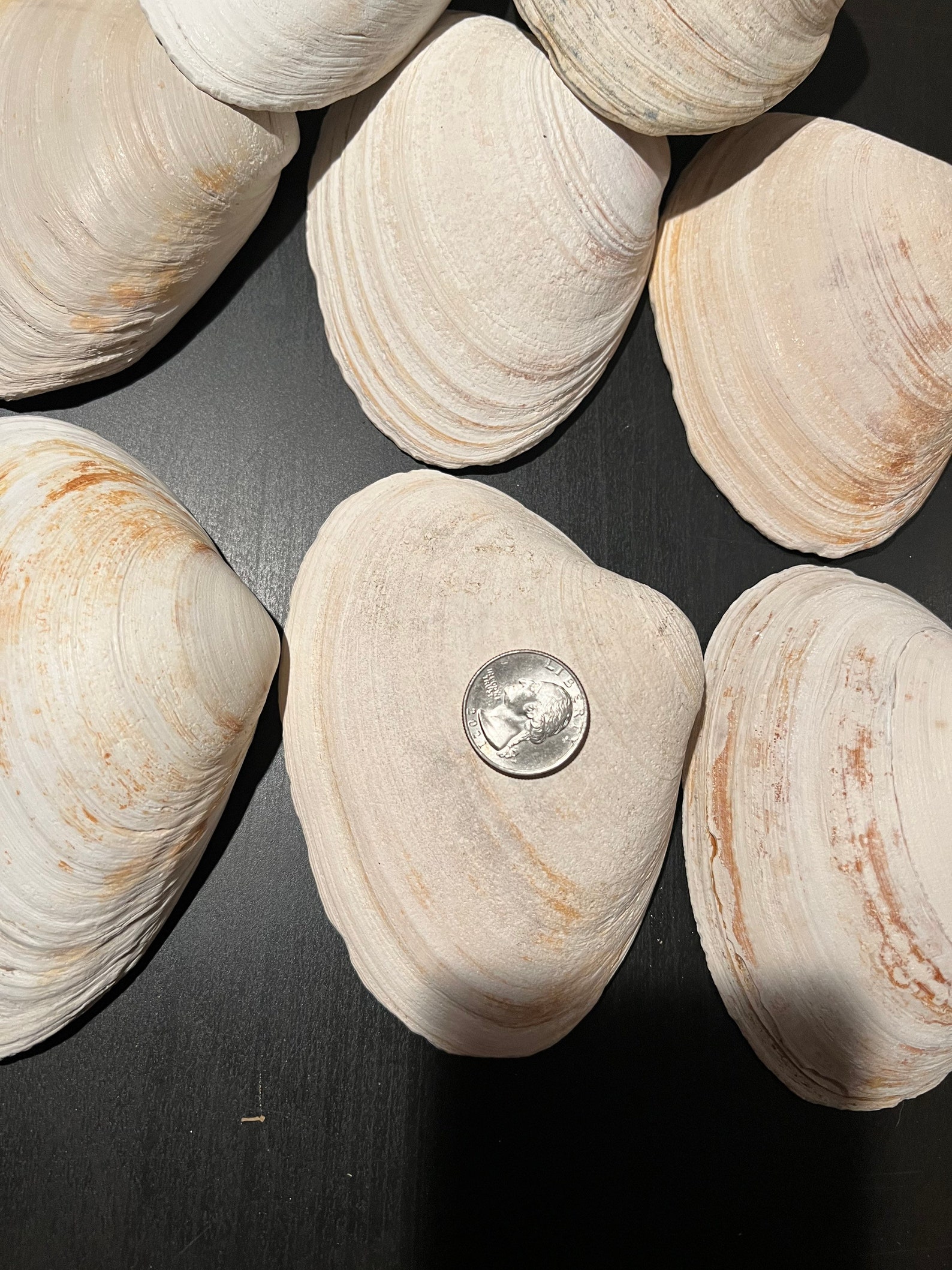 6 Extra Extra Large 5-6 Inch Clam Shells South Shore Long - Etsy