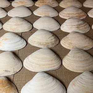 15 Three Inch Clam Shells Long Island Shells Natural Shell 3 Inch’s ...