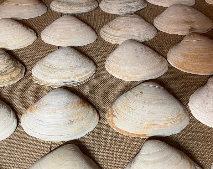 Dosinia Clam Shell, White Shells, Florida Gulf Coast, White, Textured ...